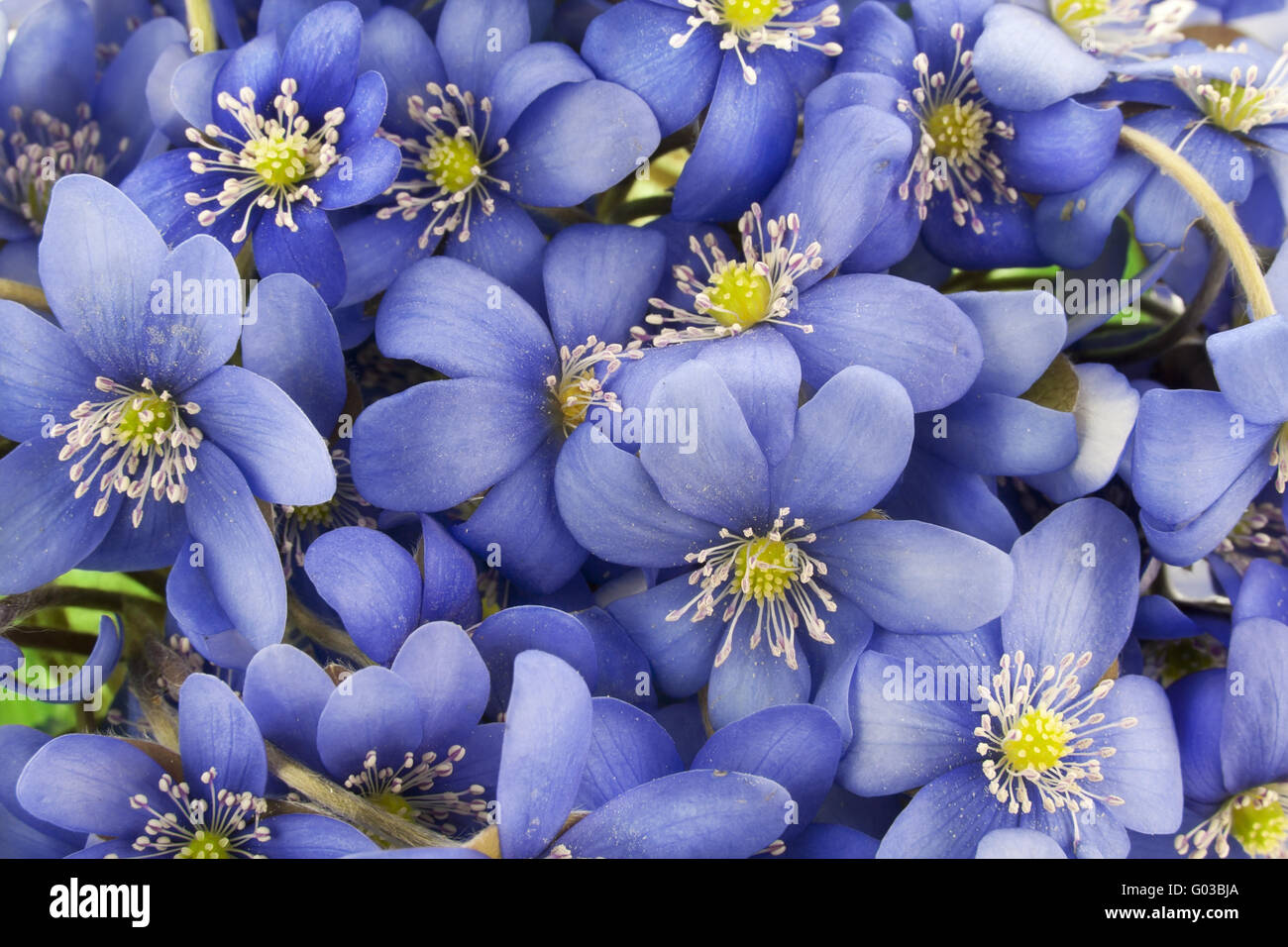 Real first european springs flowers background Stock Photo - Alamy