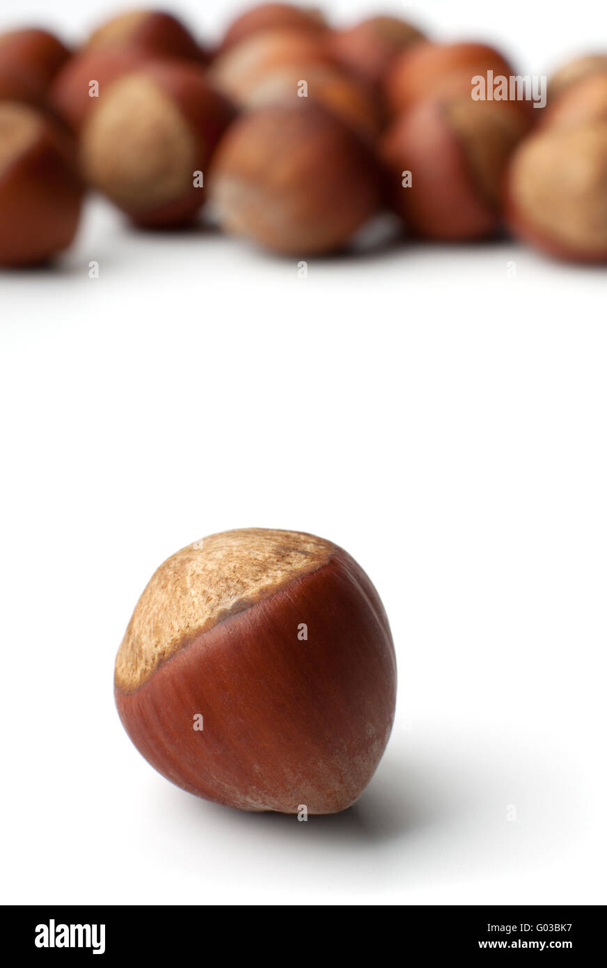 macro picture of the hazelnut in white background Stock Photo - Alamy