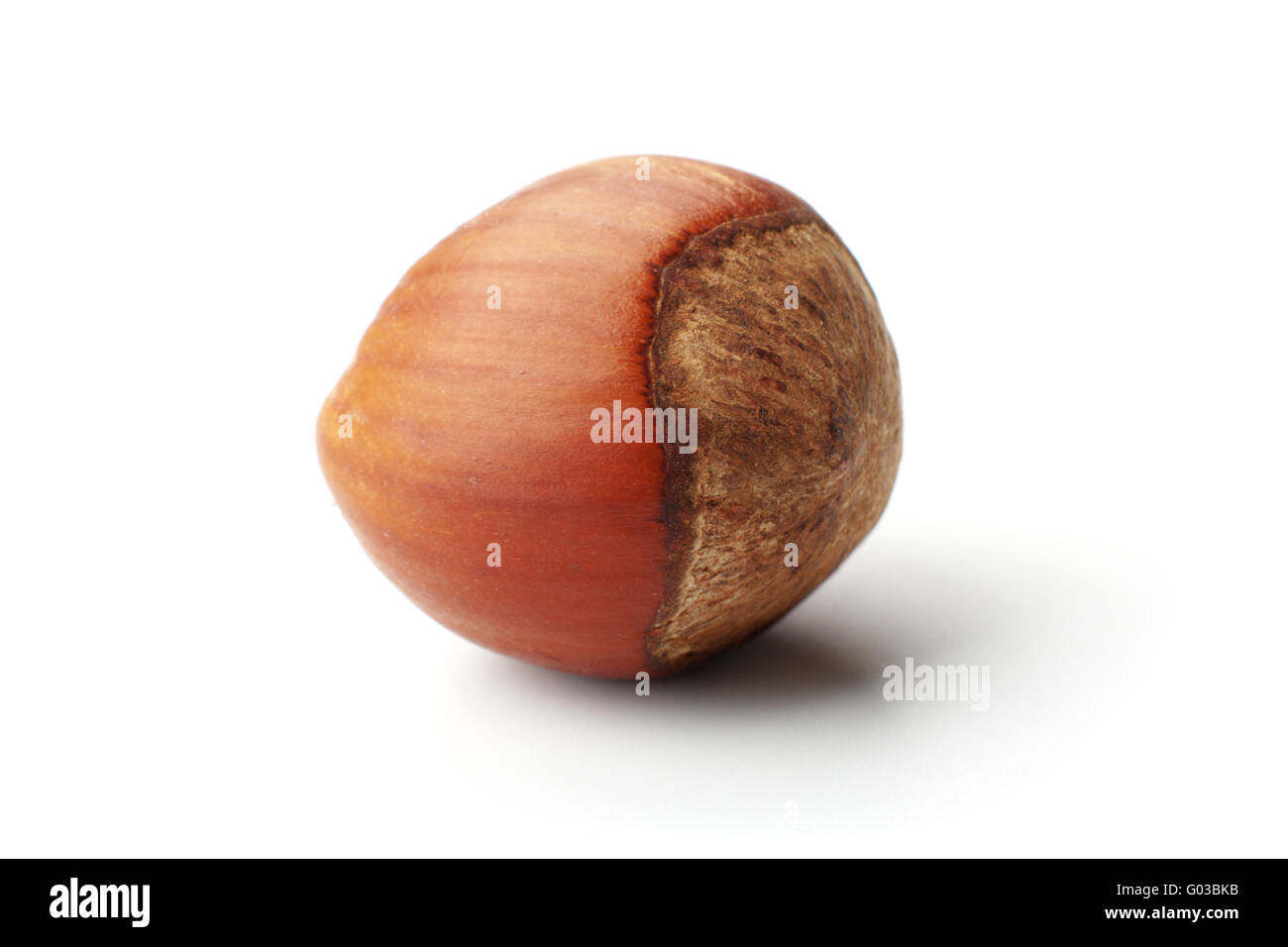 macro picture of the hazelnut in white background Stock Photo - Alamy