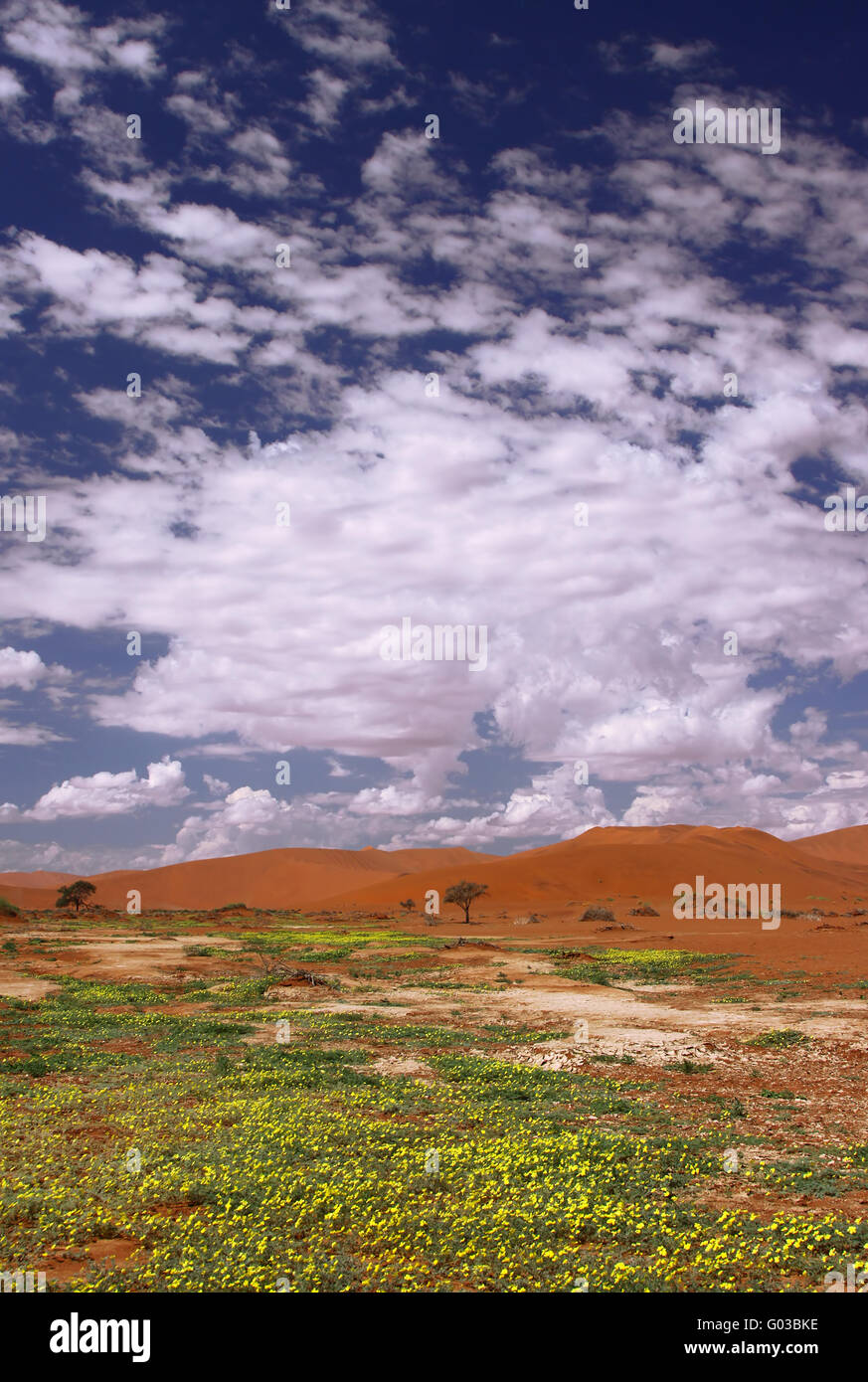 Namibia desert flowers hi-res stock photography and images - Alamy