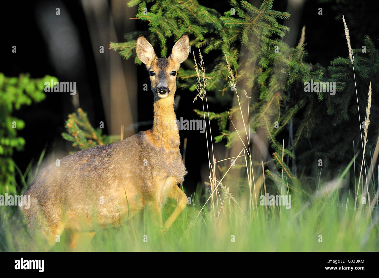 european roe deer Stock Photo - Alamy