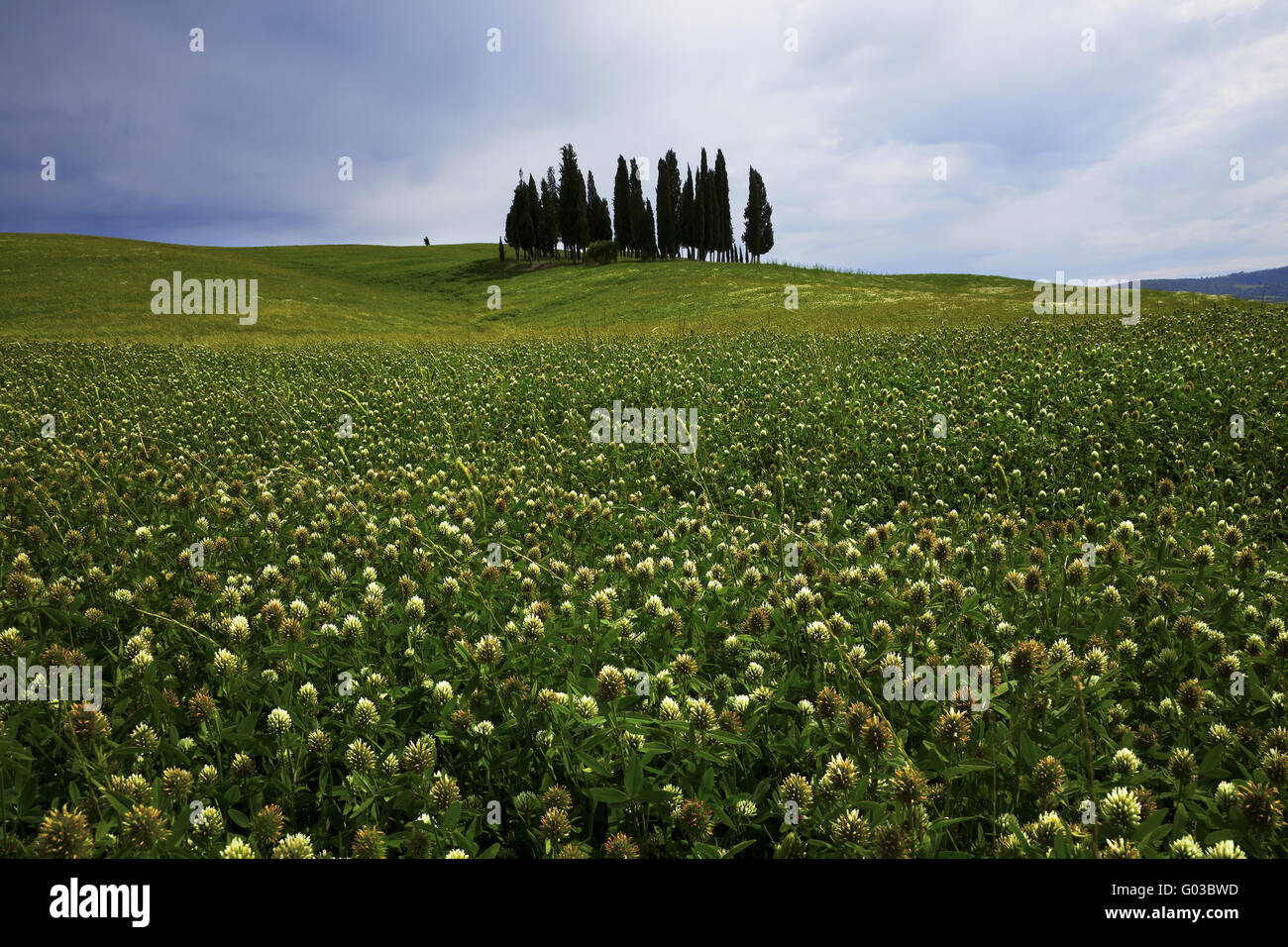 cypress in the clover field, Torrenieri, Tuscany Stock Photo - Alamy