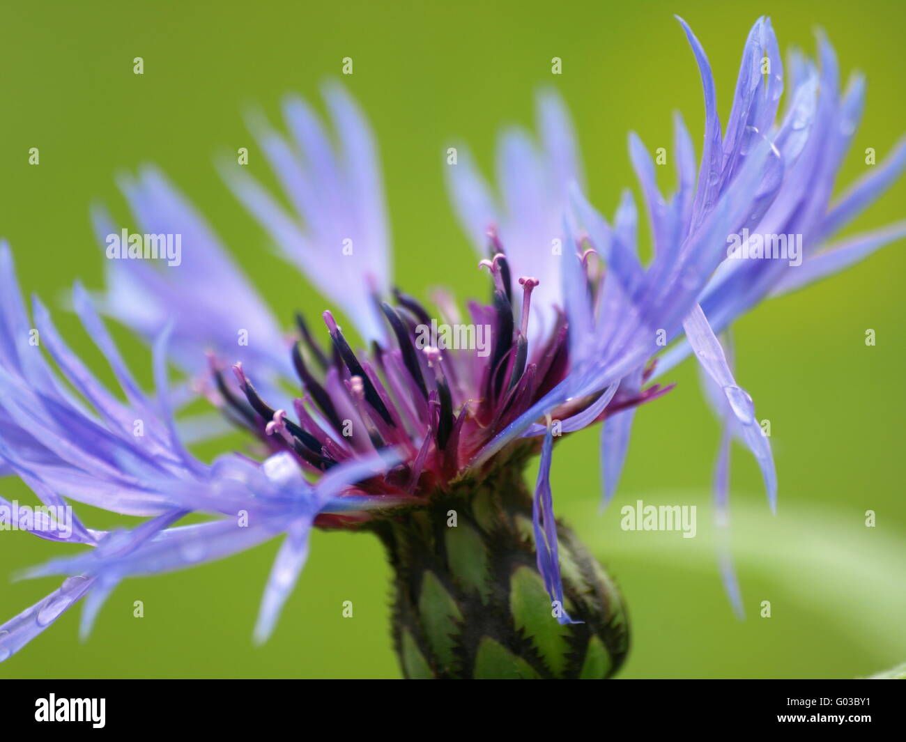 Perennial Cornflower / Mountain Cornflower Stock Photo - Alamy