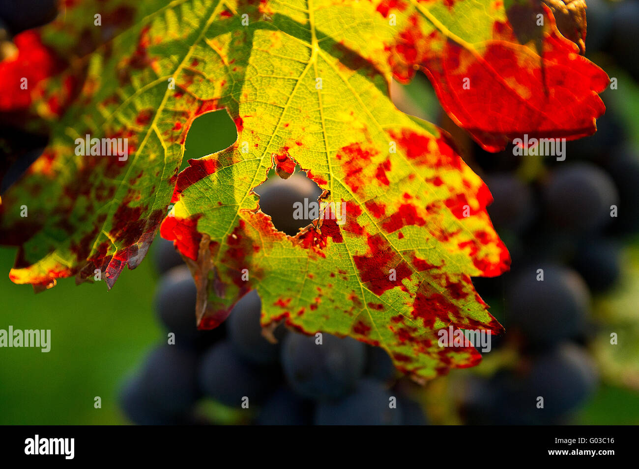 Colored vine hi-res stock photography and images - Alamy