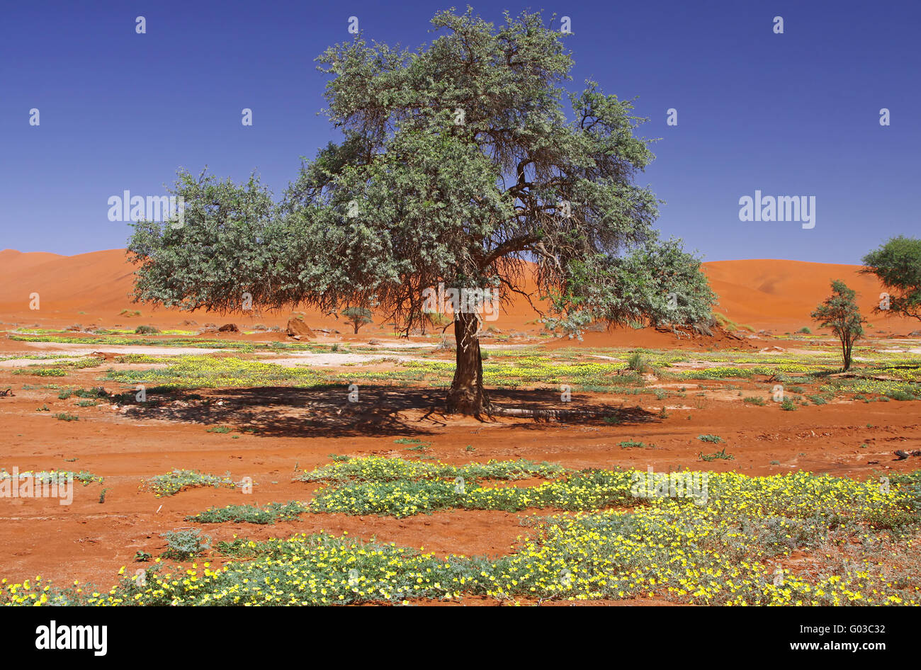 A tree and flowers in the Sossusvlei, Namibia Stock Photo - Alamy