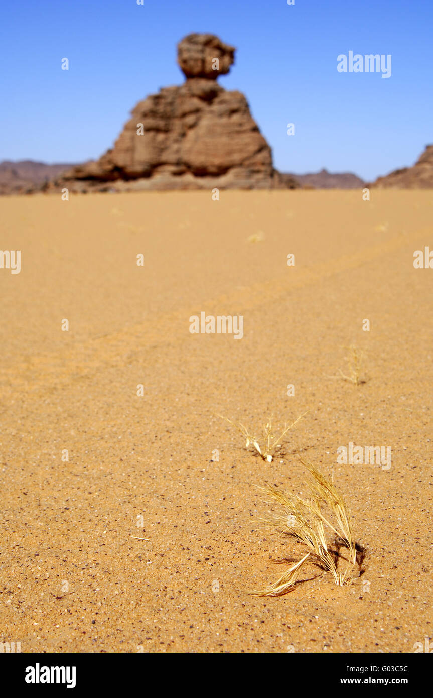 Sparse desert vegetation in the Sahara desert Stock Photo - Alamy
