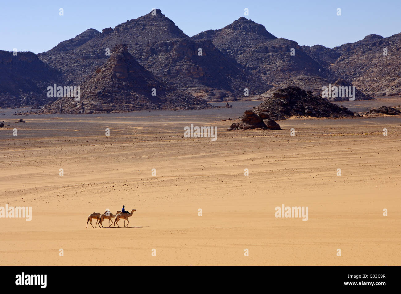 Tuareg nomads with camels in the Sahara desert Stock Photo - Alamy