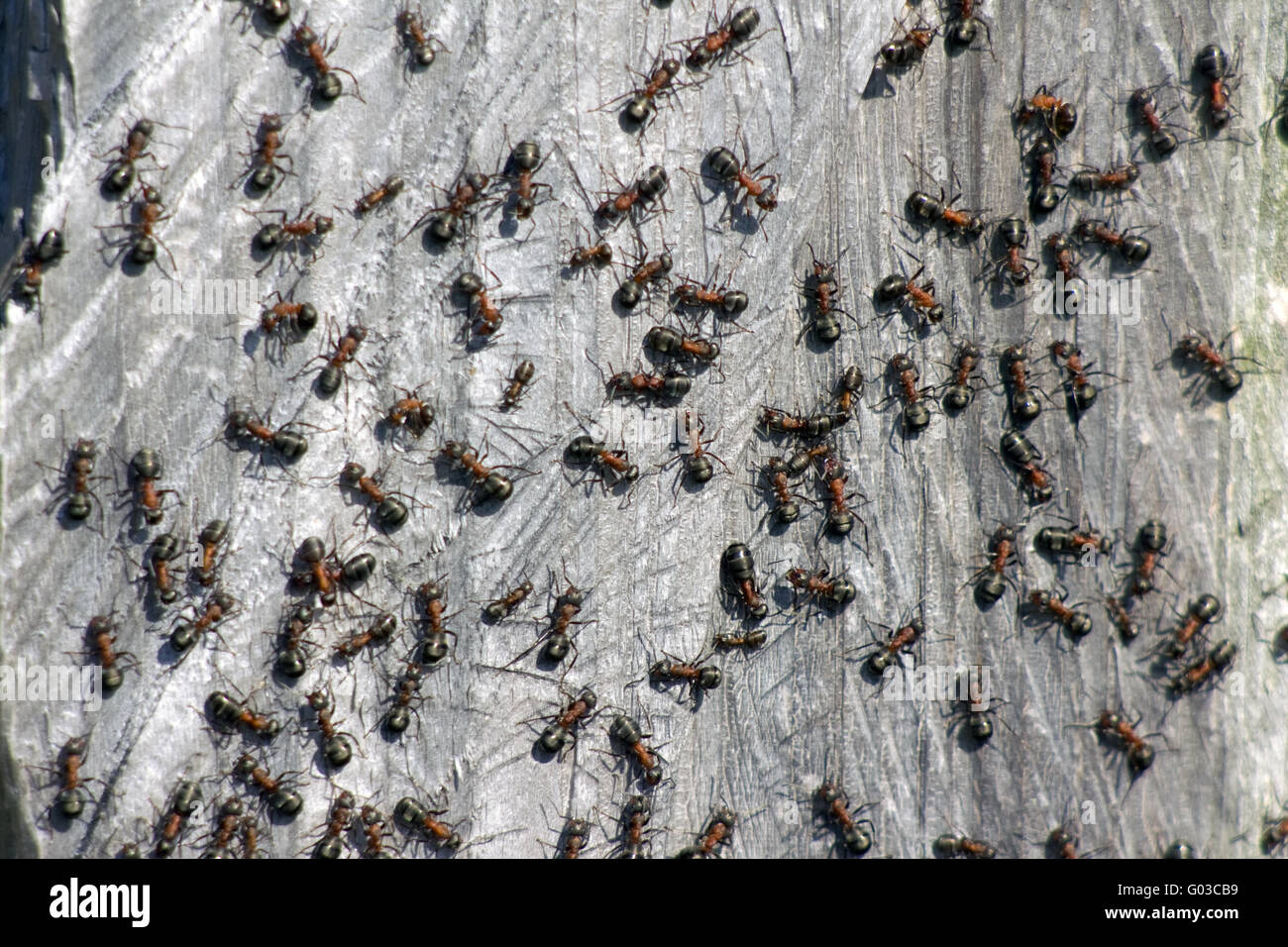 Arthropoda ant hi-res stock photography and images - Alamy