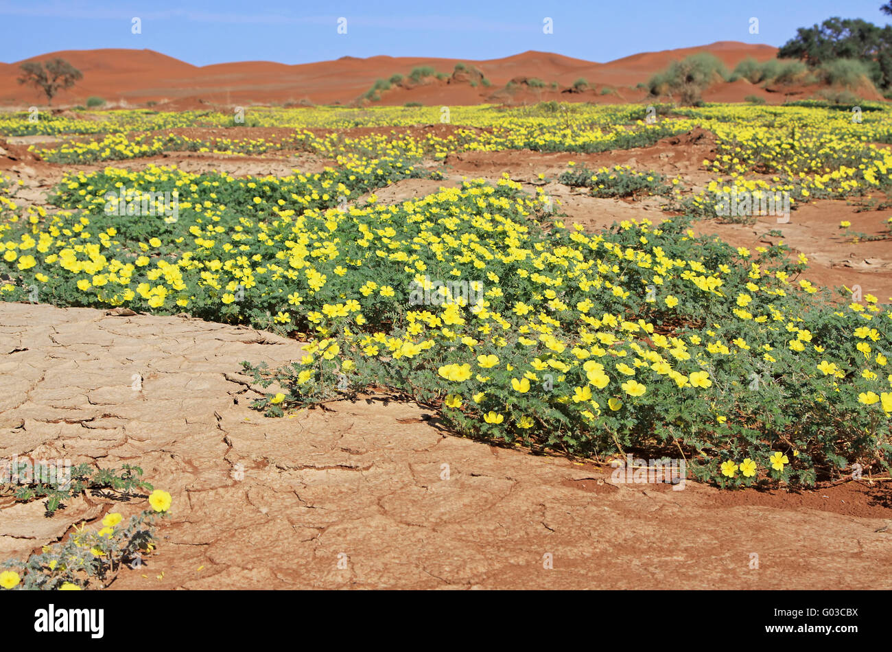 flowers at Sossusvlei, rain saison, Namib-Desert Stock Photo - Alamy
