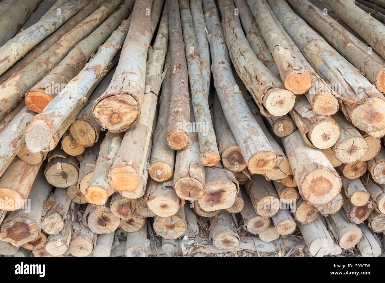 Eucalyptus logs hi-res stock photography and images - Alamy