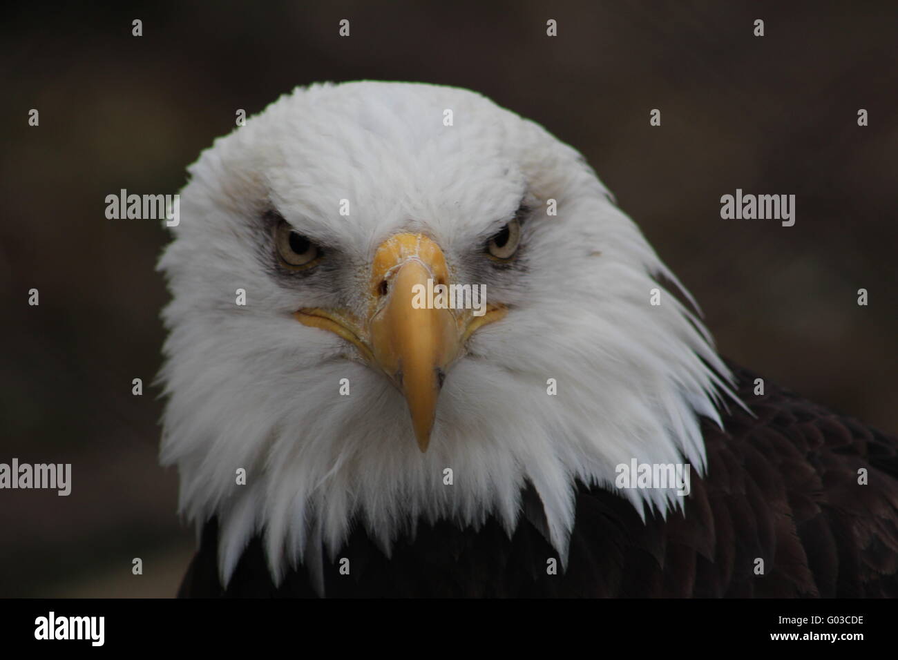 The American Bald Eagle Stock Photo - Alamy