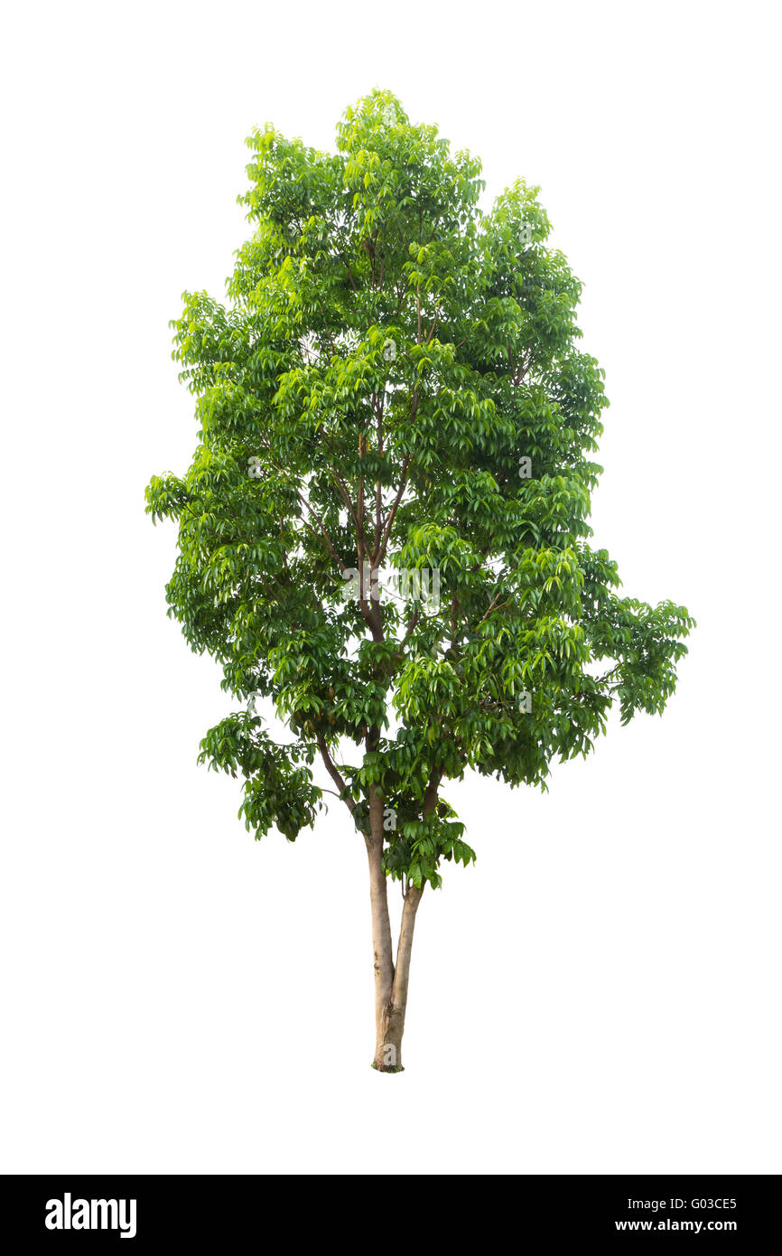 Tree isolated on white background Stock Photo - Alamy