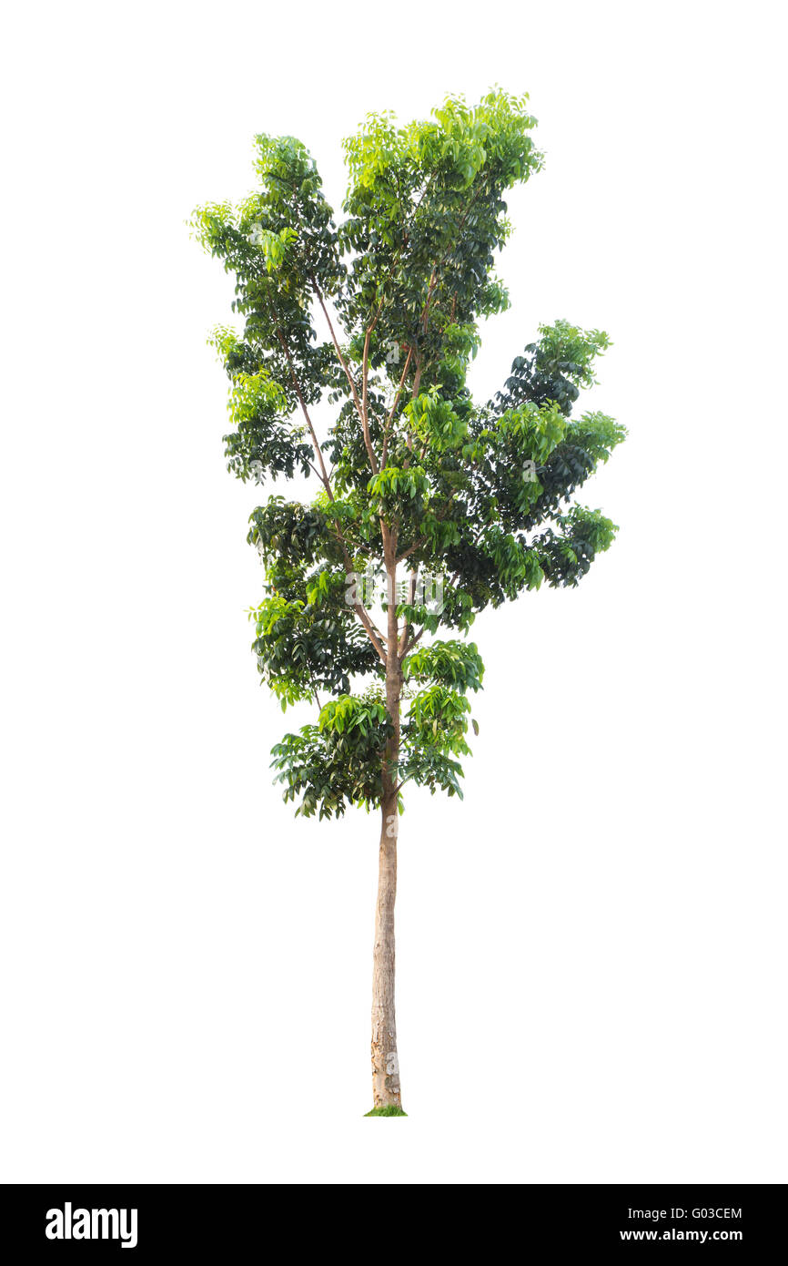 Tree isolated on white background Stock Photo - Alamy