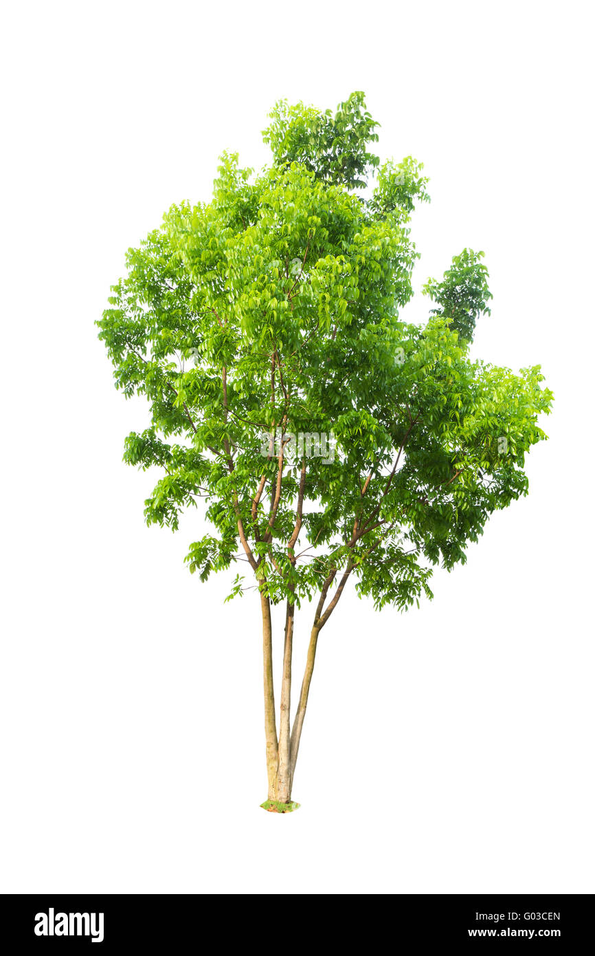 Tree isolated on white background Stock Photo - Alamy