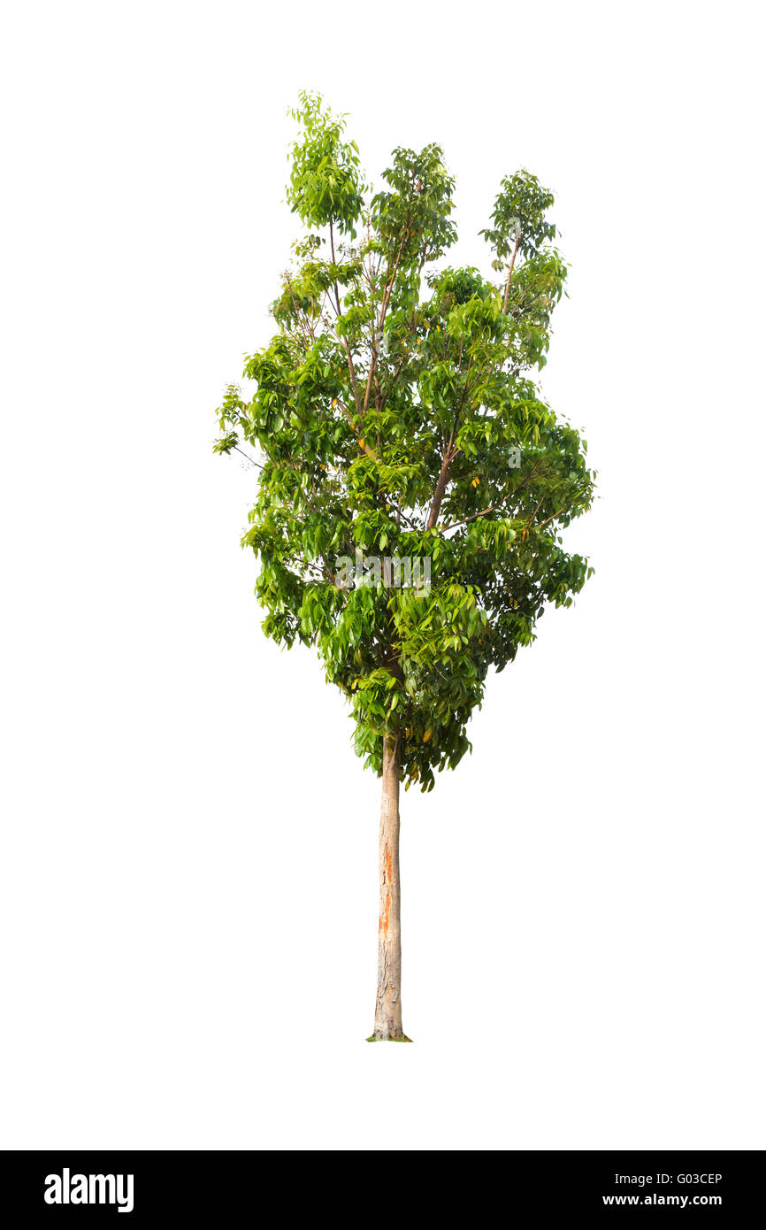 Tree isolated on white background Stock Photo - Alamy