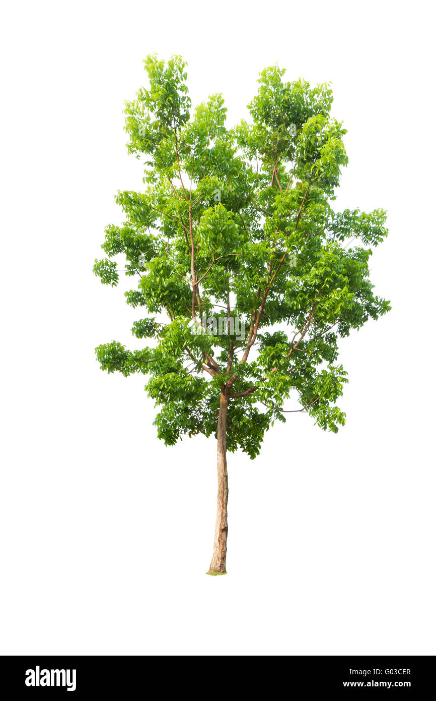 Tree isolated on white background Stock Photo - Alamy