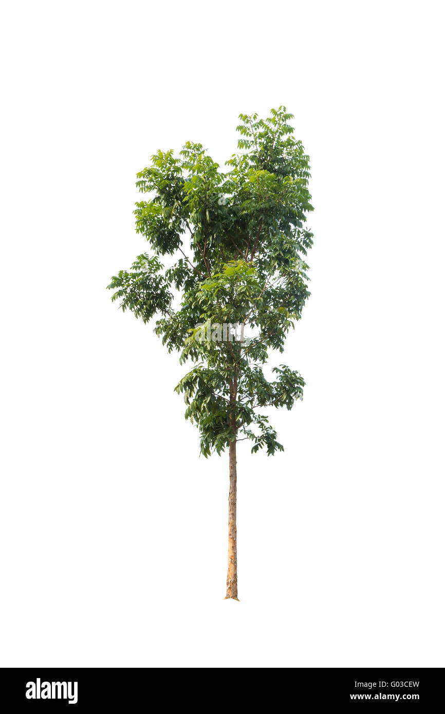 Tree isolated on white background Stock Photo - Alamy