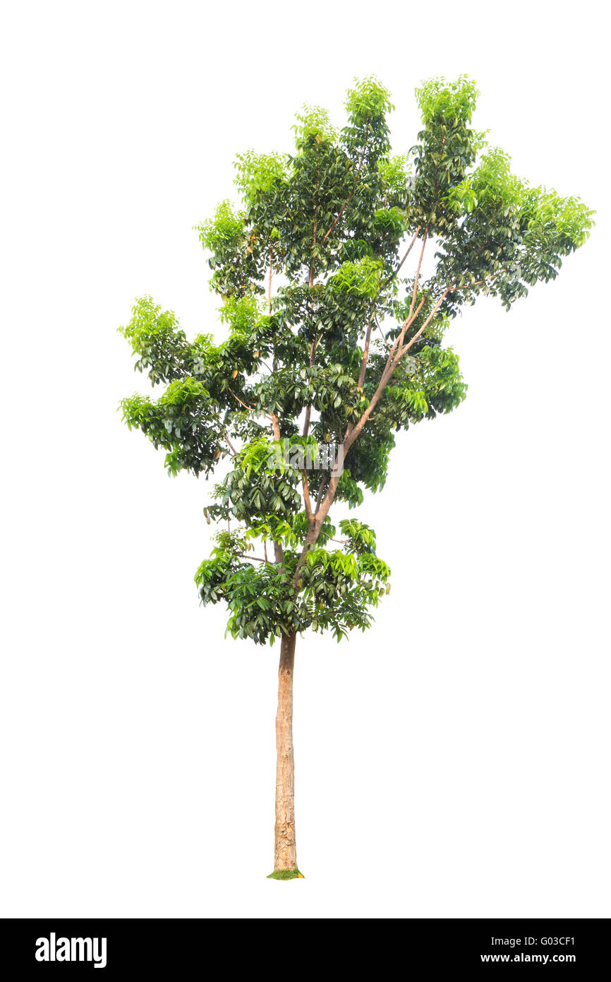 Tree isolated on white background Stock Photo - Alamy