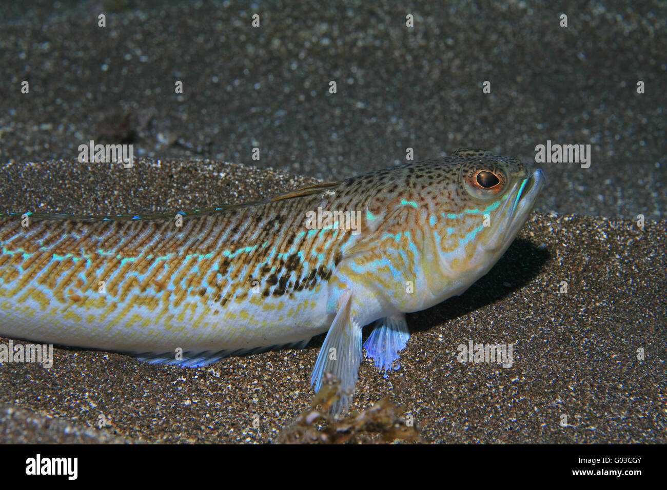 Weever trachinidae fish marine hi-res stock photography and images - Alamy