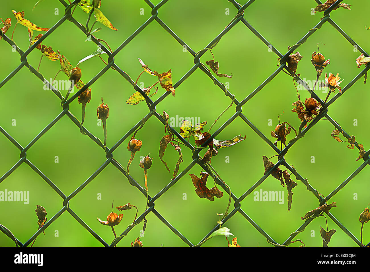 Green organic pattern Stock Photo - Alamy