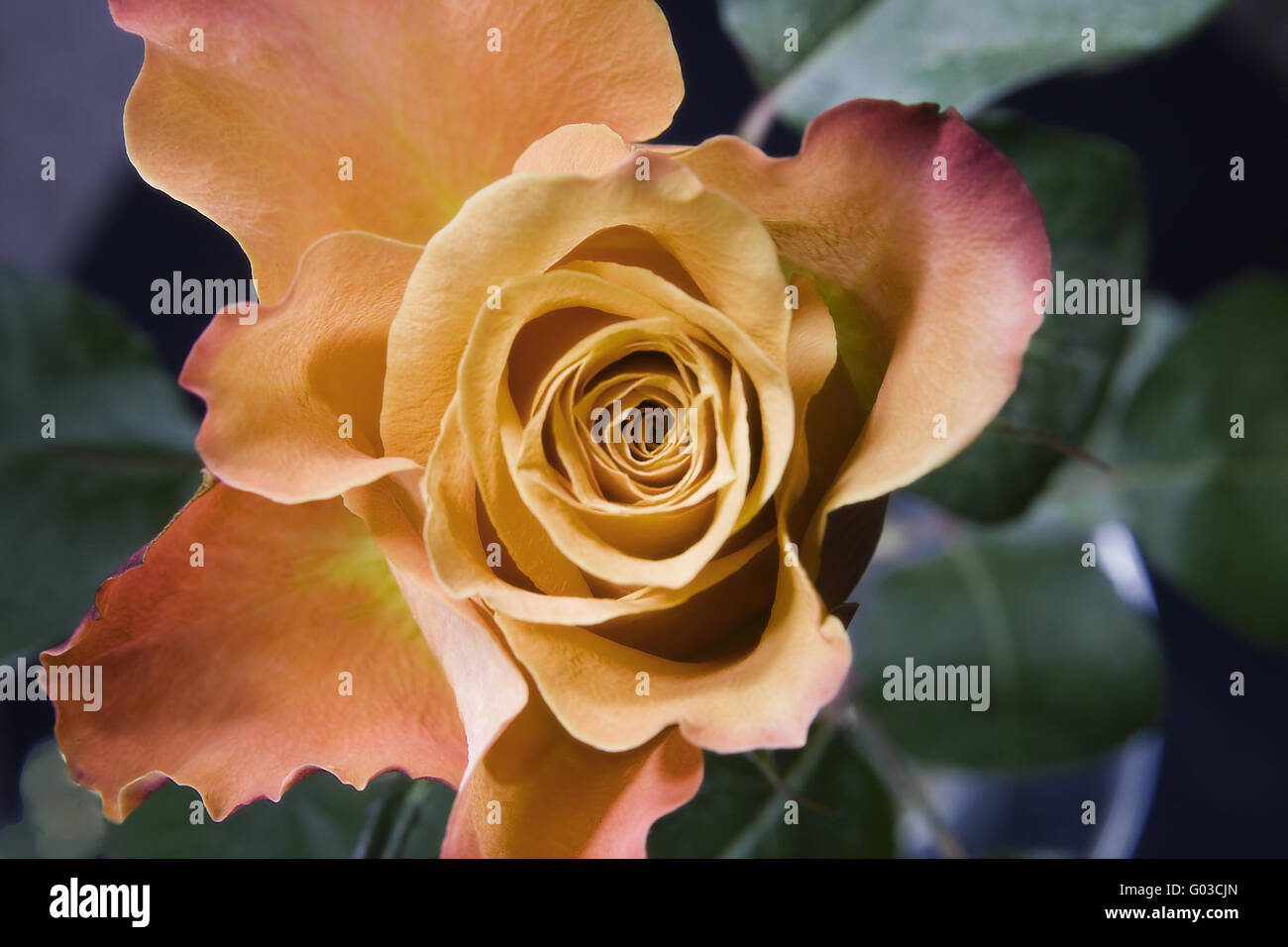 Rose from above hi-res stock photography and images - Alamy