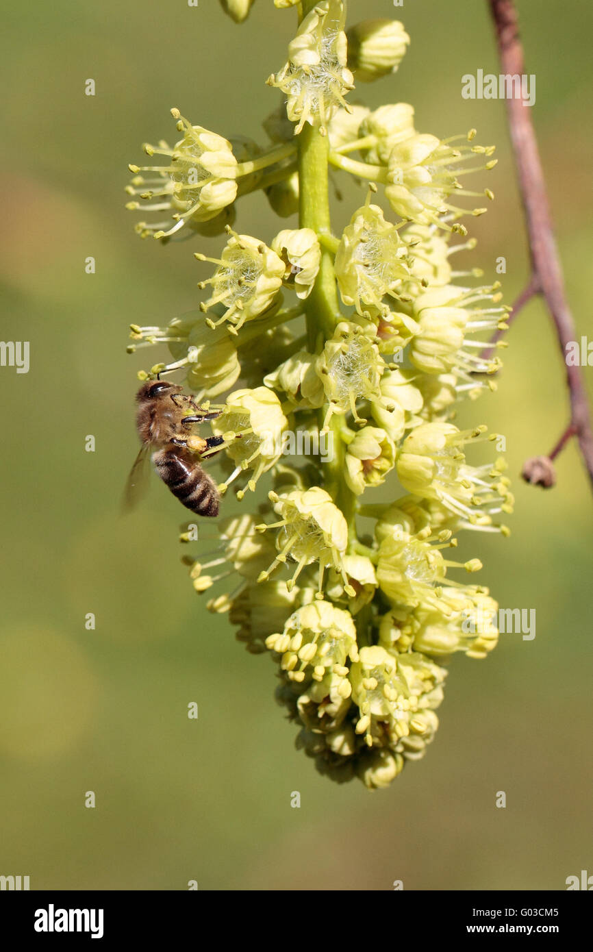 The blossoms of the Oregon maple are visited by be Stock Photo - Alamy