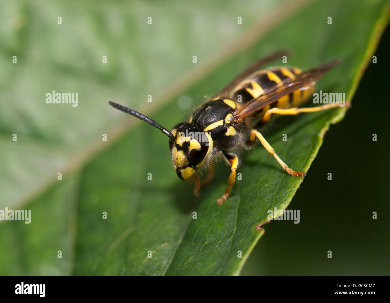 Beautiful insekt hi-res stock photography and images - Alamy