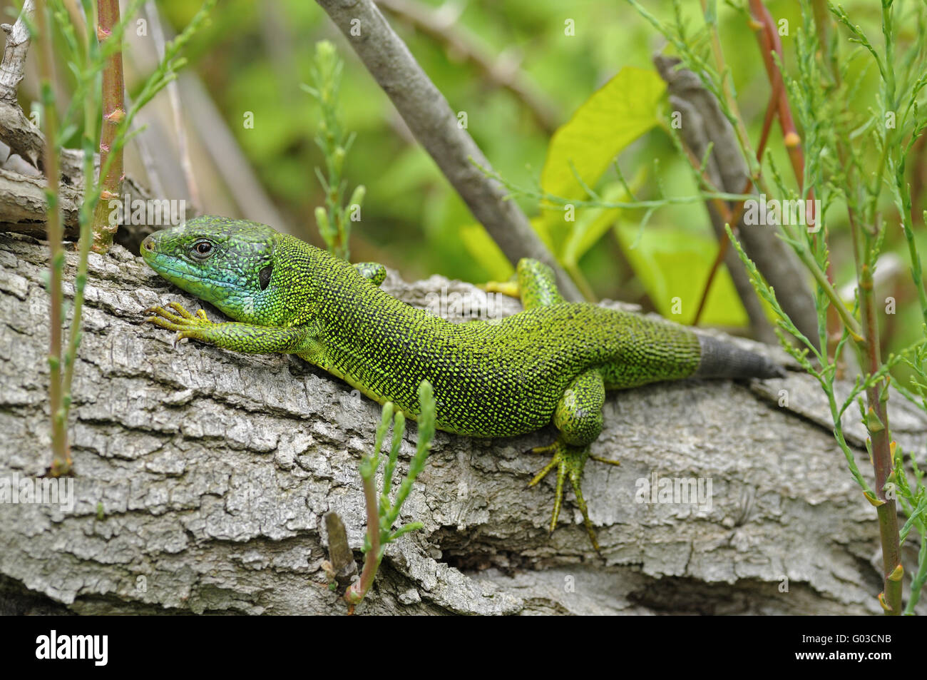 Full body lizard hi-res stock photography and images - Alamy