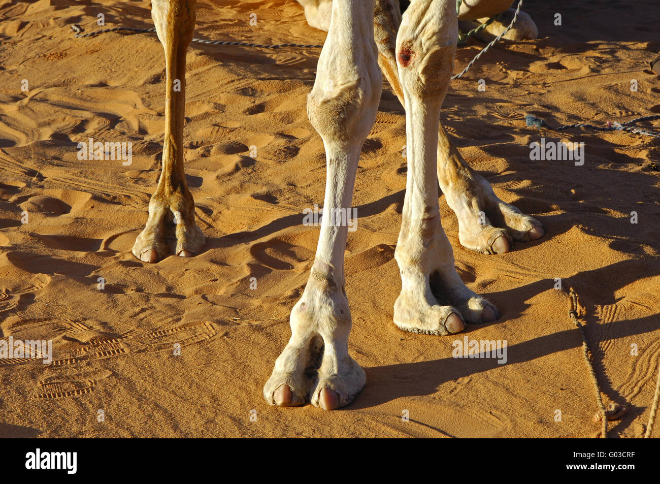 Camel leg legs hi-res stock photography and images - Alamy