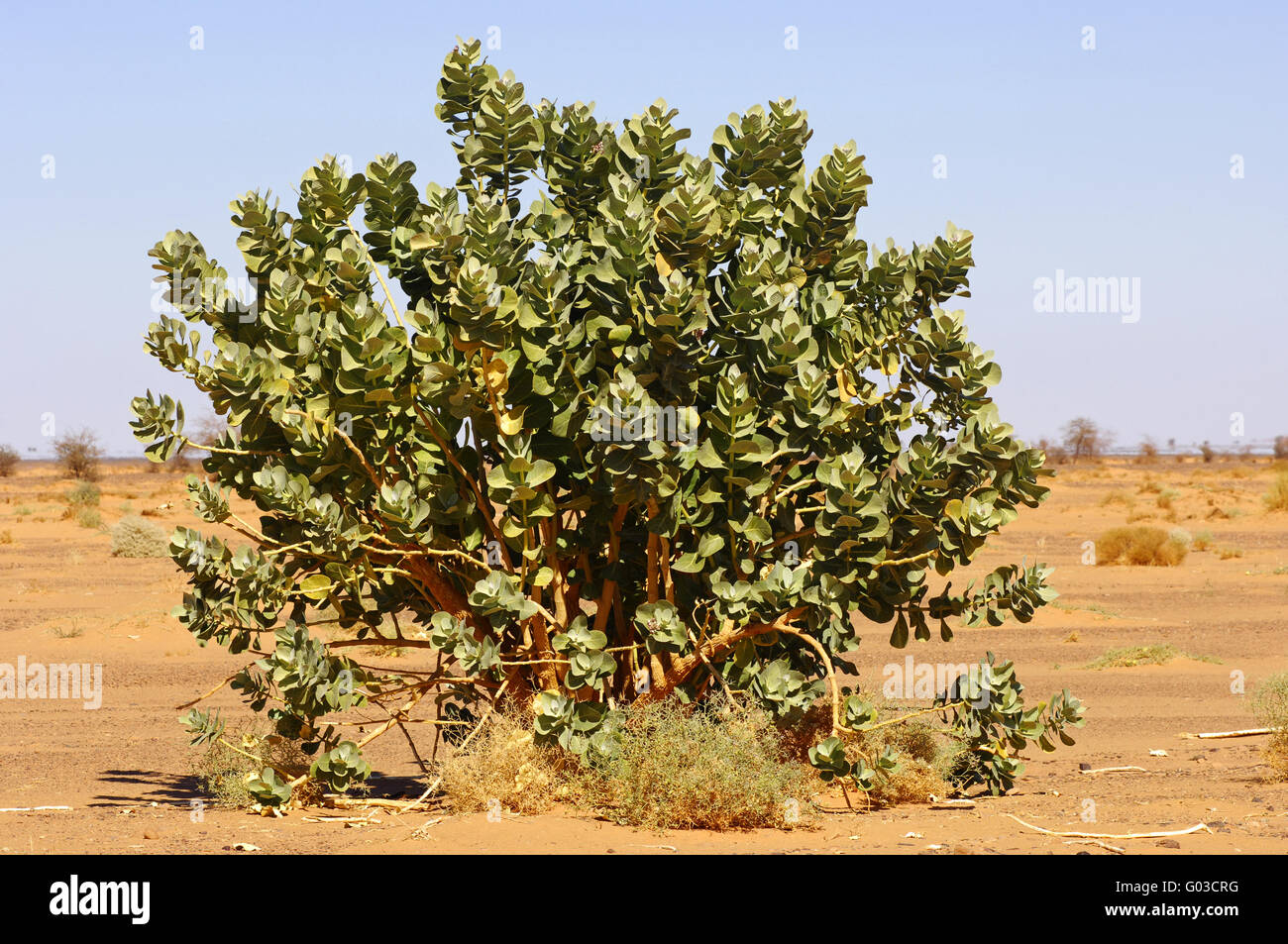 Apple of Sodom, Sahara desert, Libya Stock Photo - Alamy
