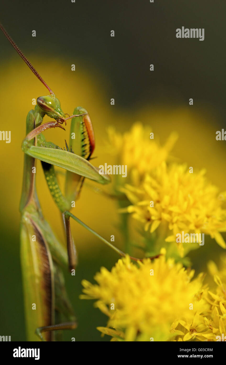 Insekten insekt mantis hi-res stock photography and images - Alamy