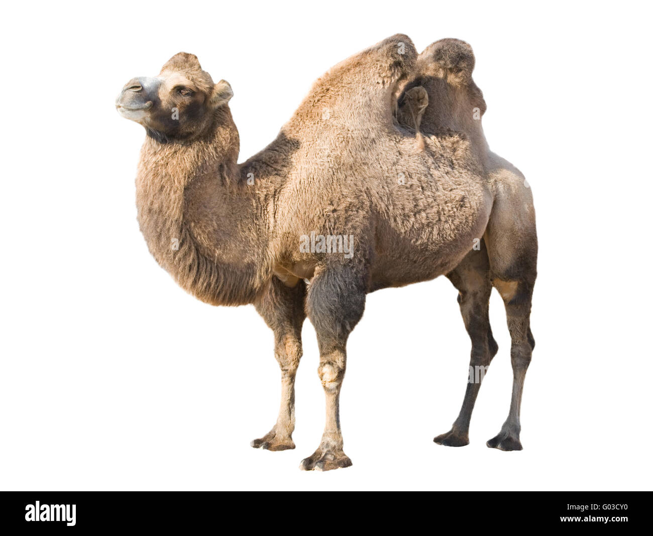 Profile of Bactrian camel isolated over white Stock Photo - Alamy
