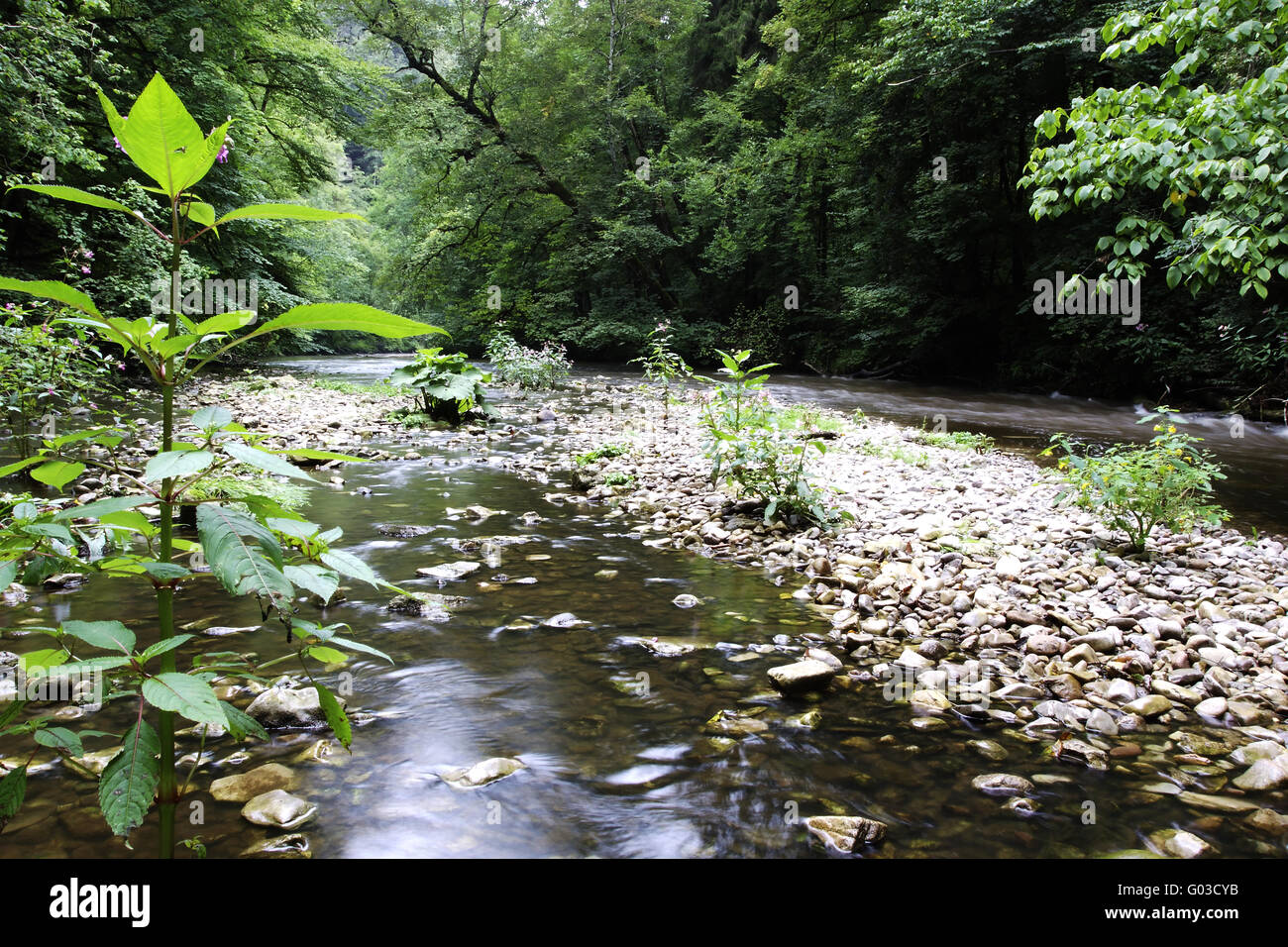 Creek Natur Black Forest Water Stone High Resolution Stock Photography ...