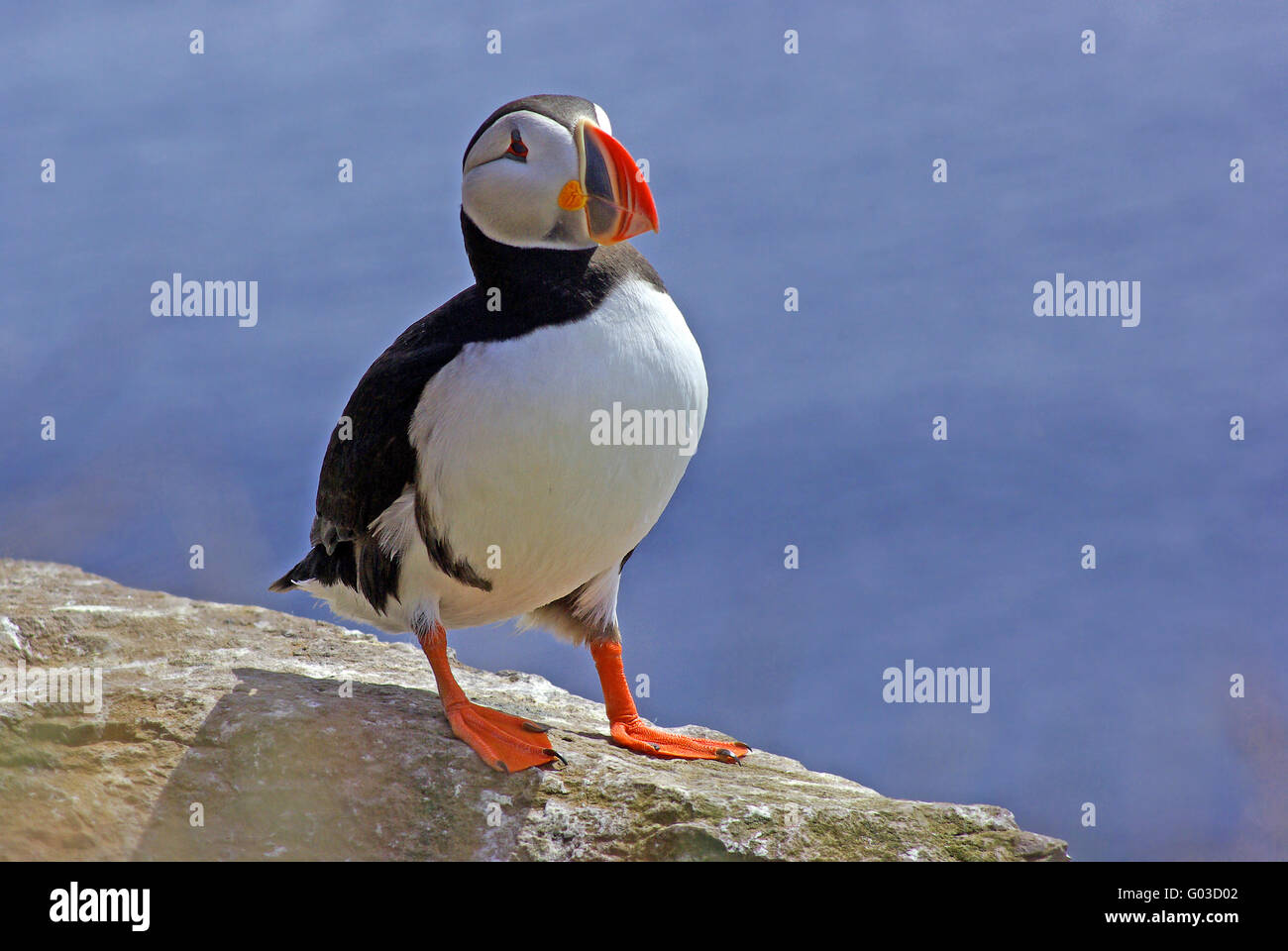 Puffin pose hi-res stock photography and images - Alamy