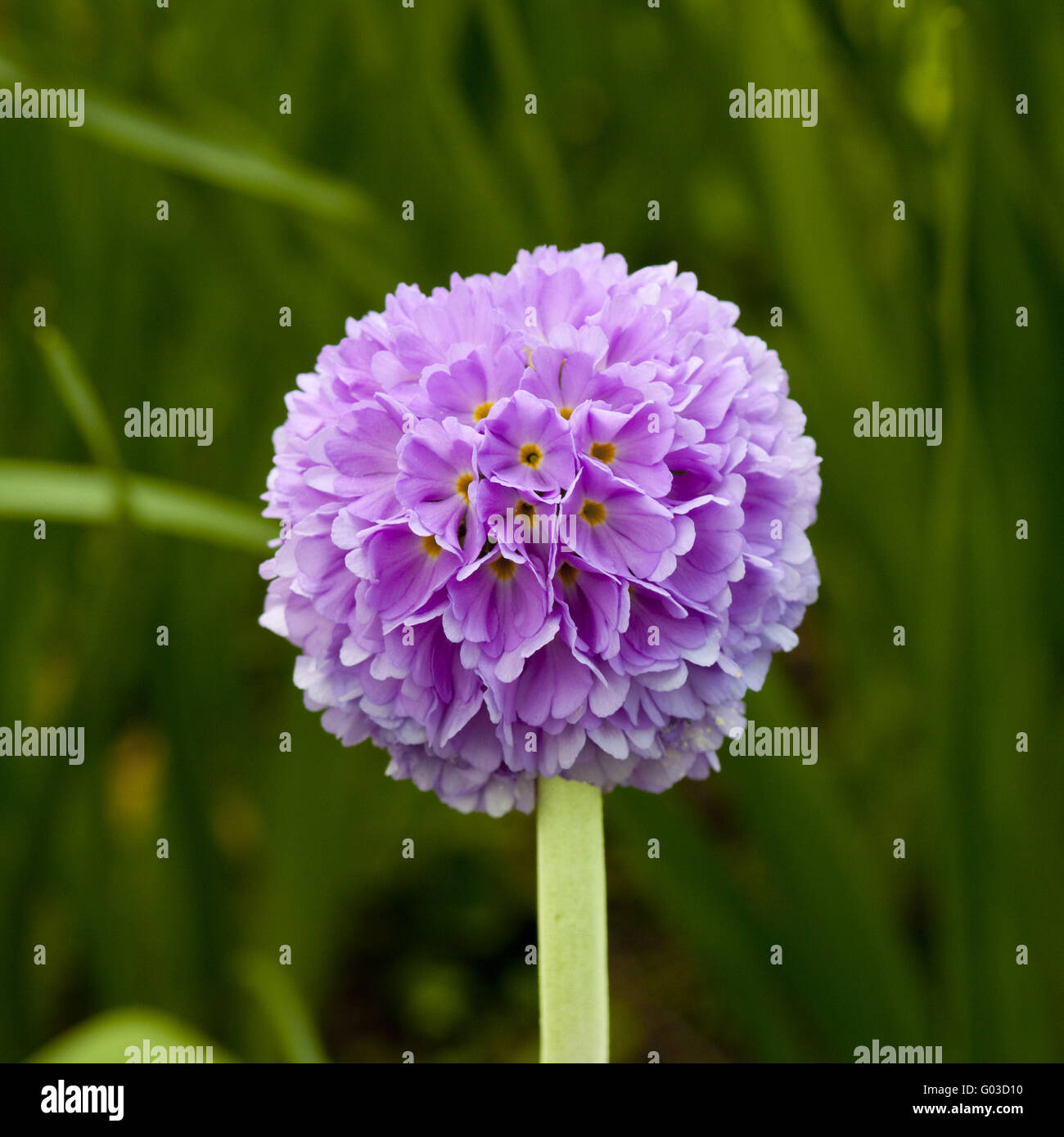 allium - round headed garlic Stock Photo - Alamy