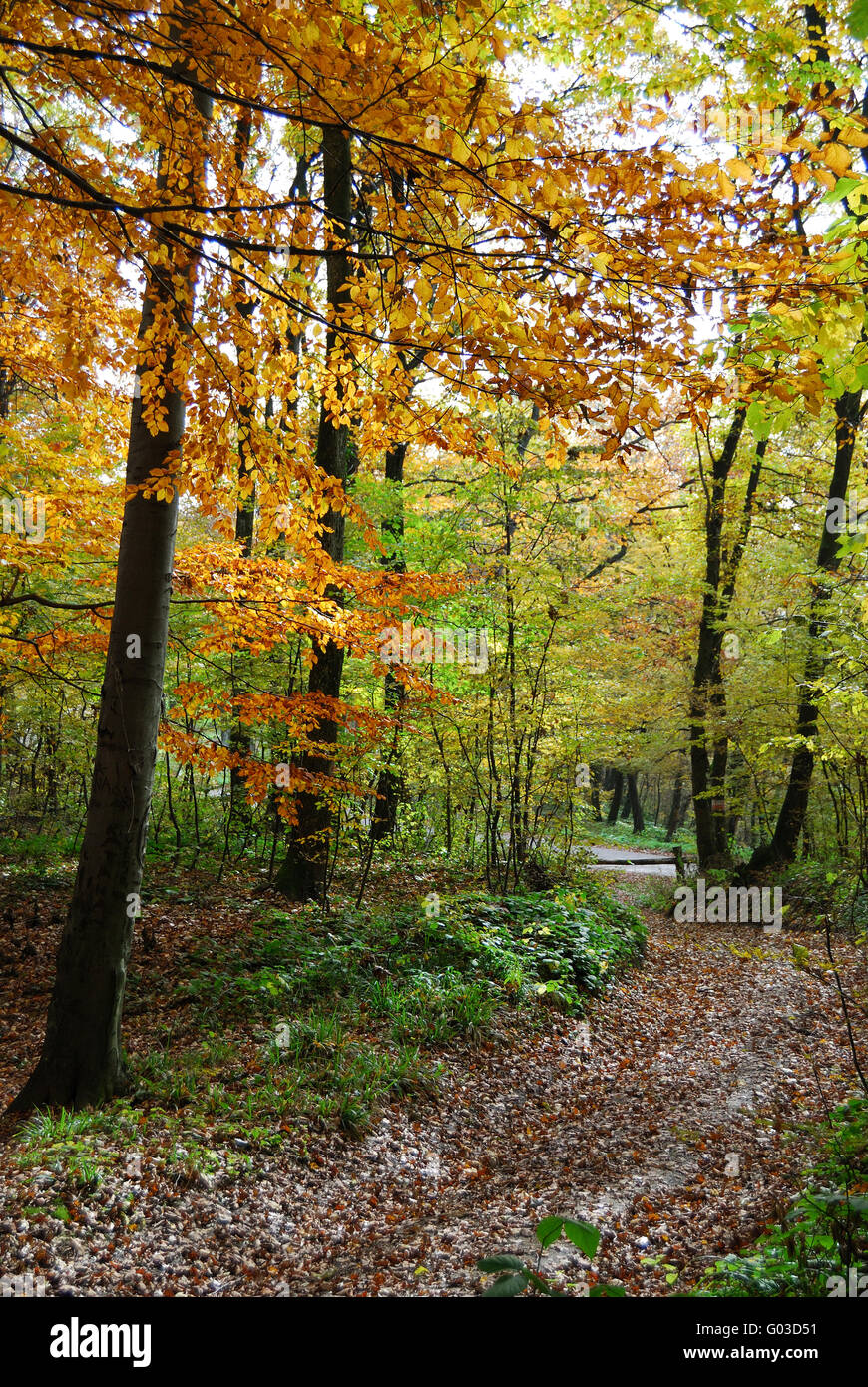 Autumn forest path Stock Photo - Alamy