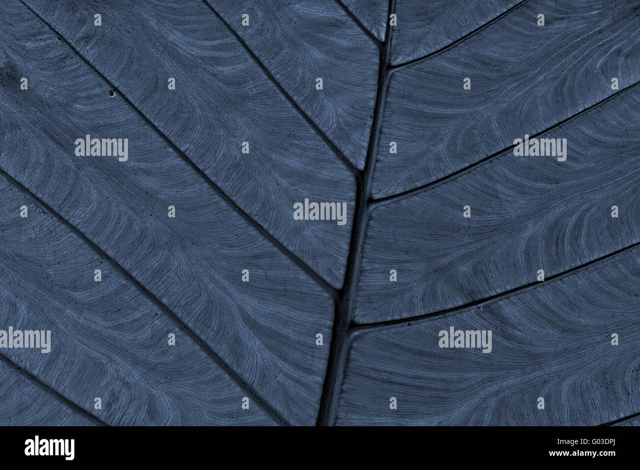 Pattern of a leaf Stock Photo - Alamy