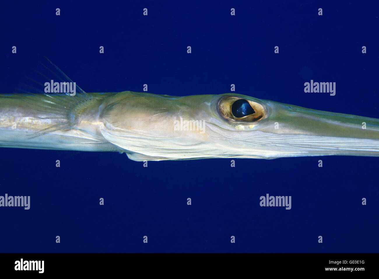 Cornetfishes hi-res stock photography and images - Alamy