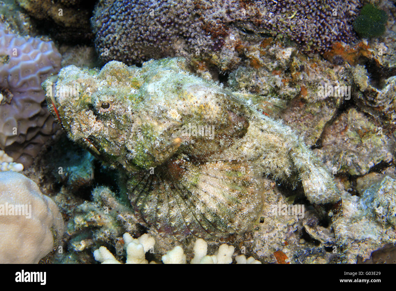 Red devil scorpion fish hi-res stock photography and images - Alamy