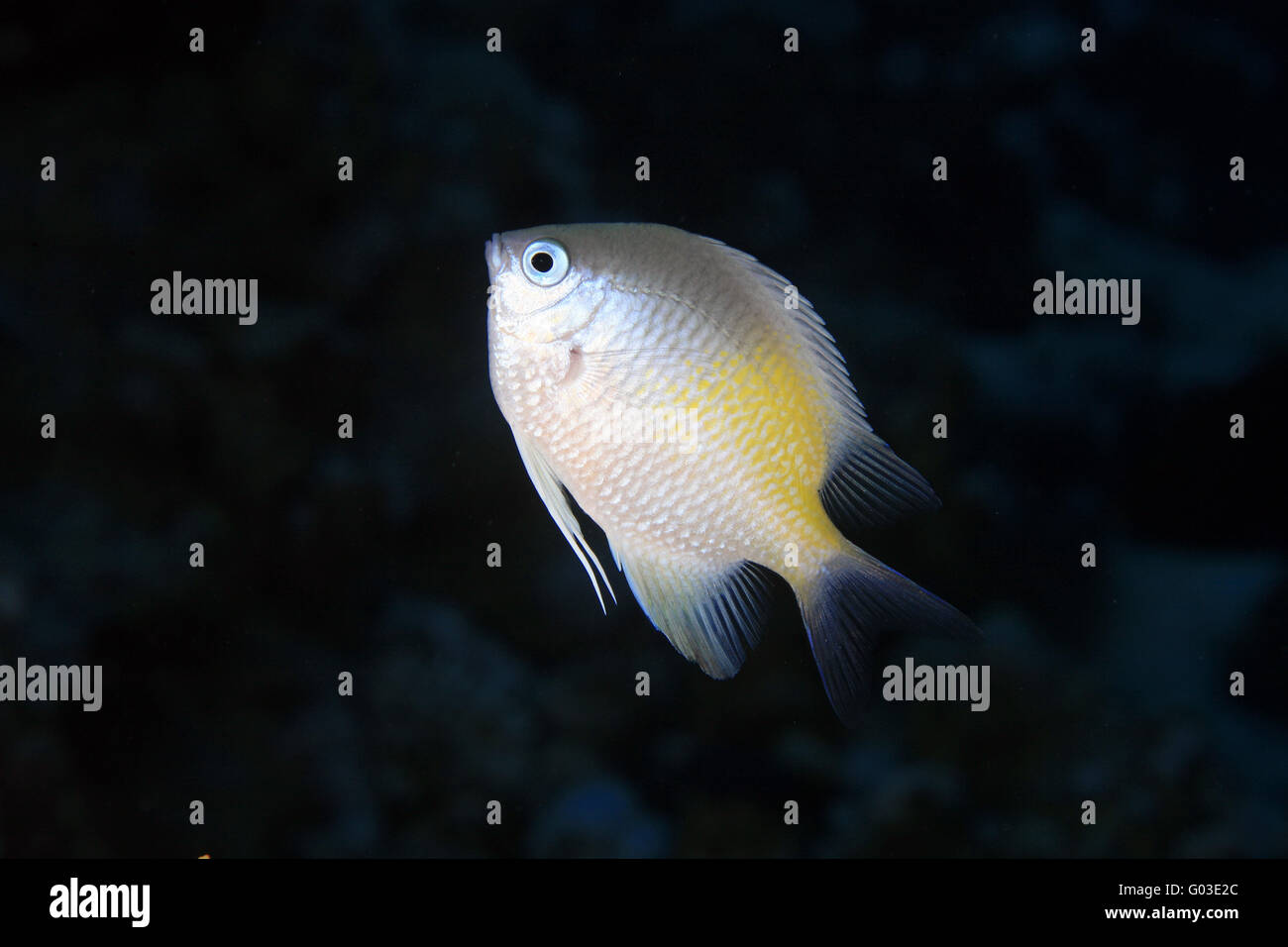 Yellowfin Damsel