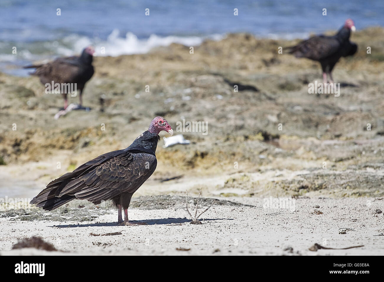 Truthahngeier im flug hi-res stock photography and images - Alamy