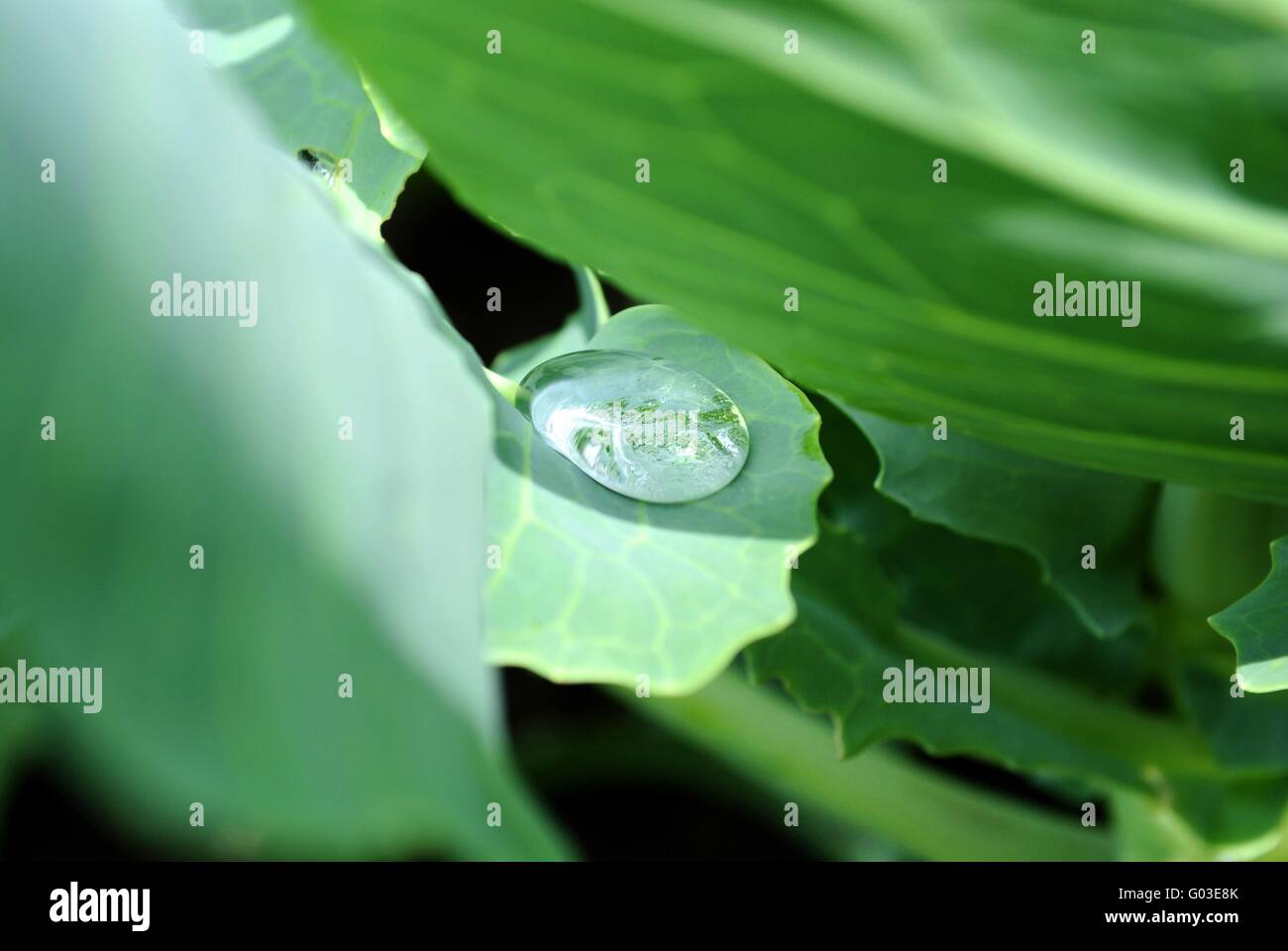Small drops of dew on sheet of a green plant Stock Photo - Alamy