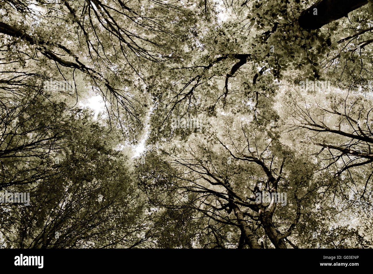 Forest tissue - treetops abstract view in sephia Stock Photo - Alamy