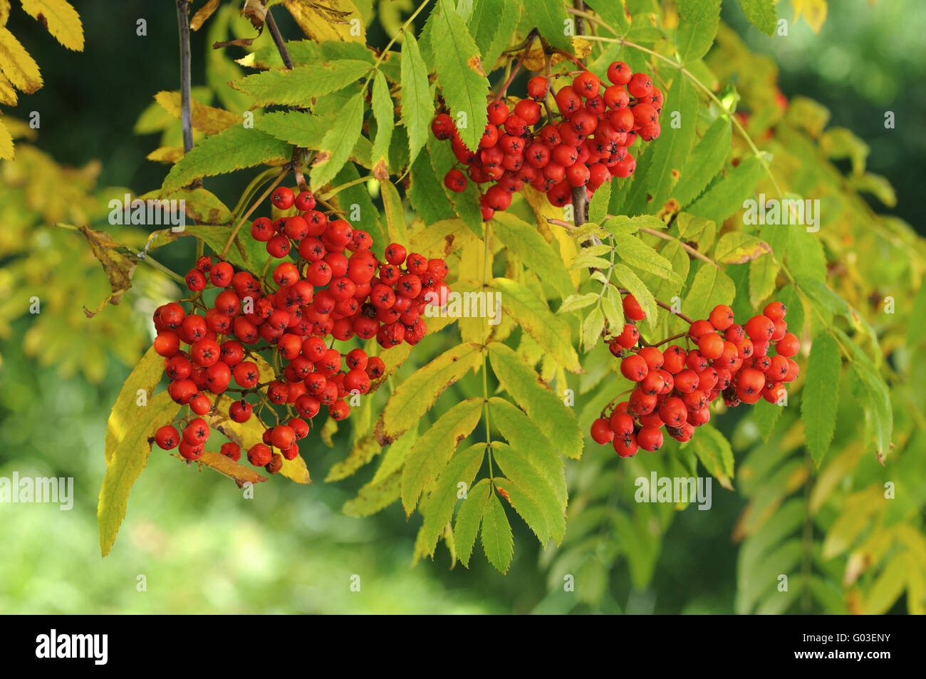 Europe european trees hi-res stock photography and images - Alamy