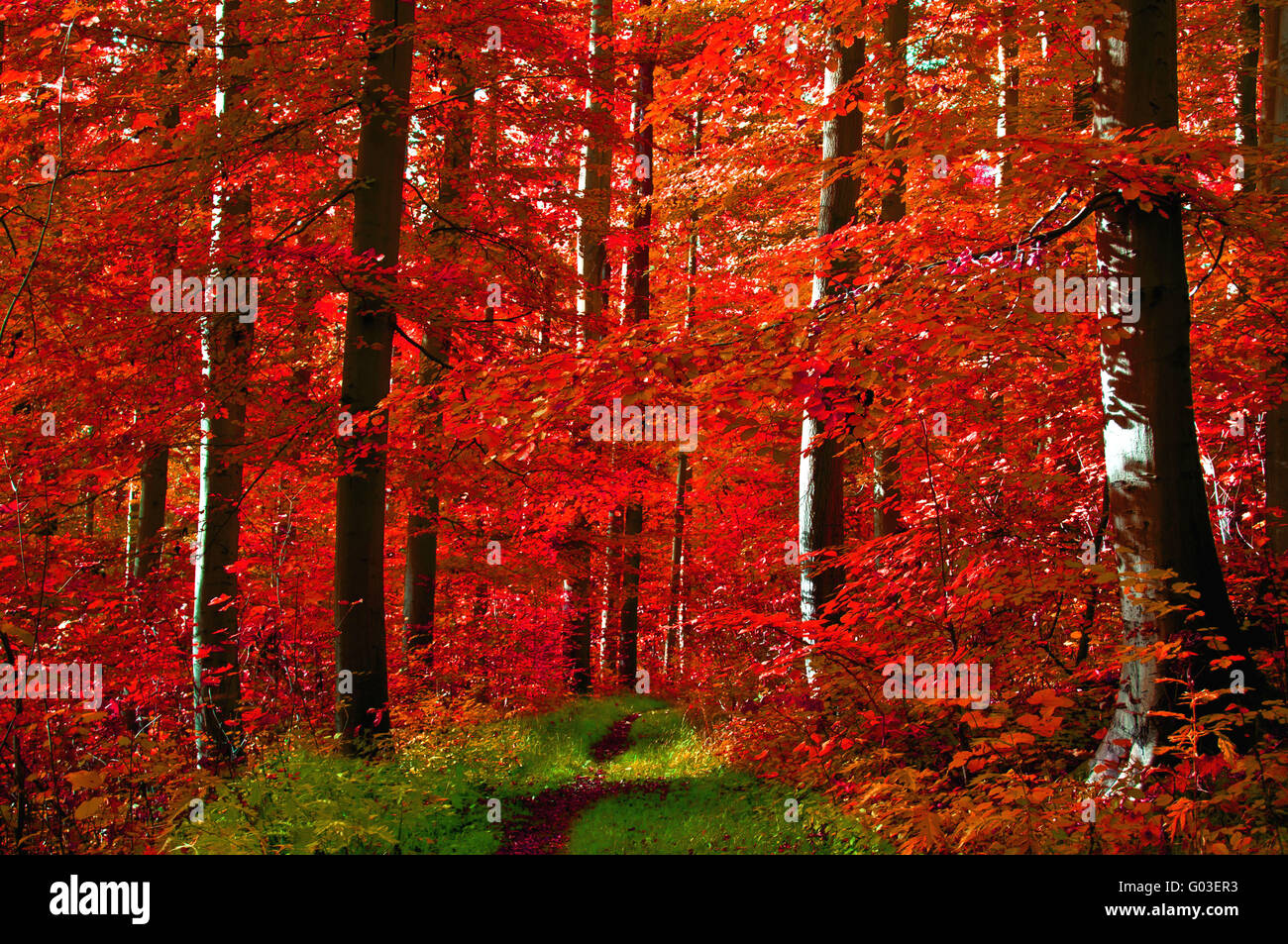 Path through an autumn forest with red leaves Stock Photo - Alamy