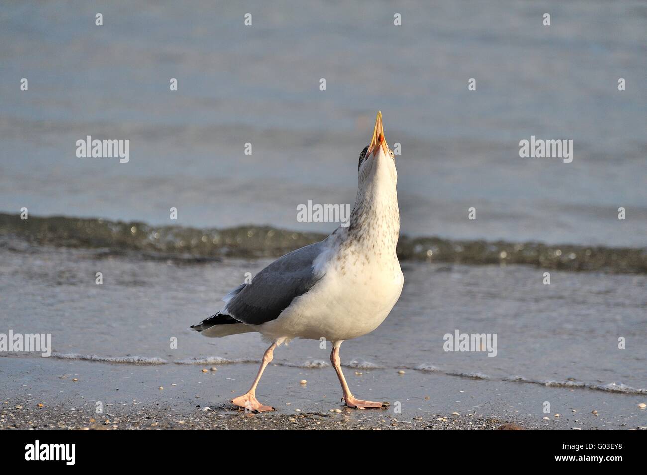 Seagull call hi-res stock photography and images - Alamy