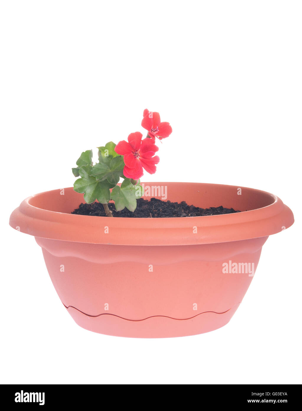 red geranium flowers in a pot isolated on white background Stock Photo ...