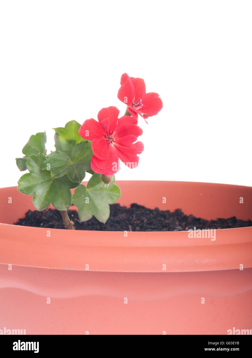red geranium flowers in a pot isolated on white background (close-up ...