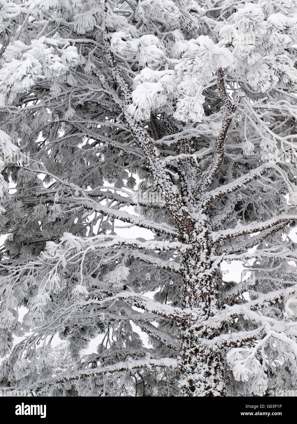 Frosted pine tree hi-res stock photography and images - Alamy