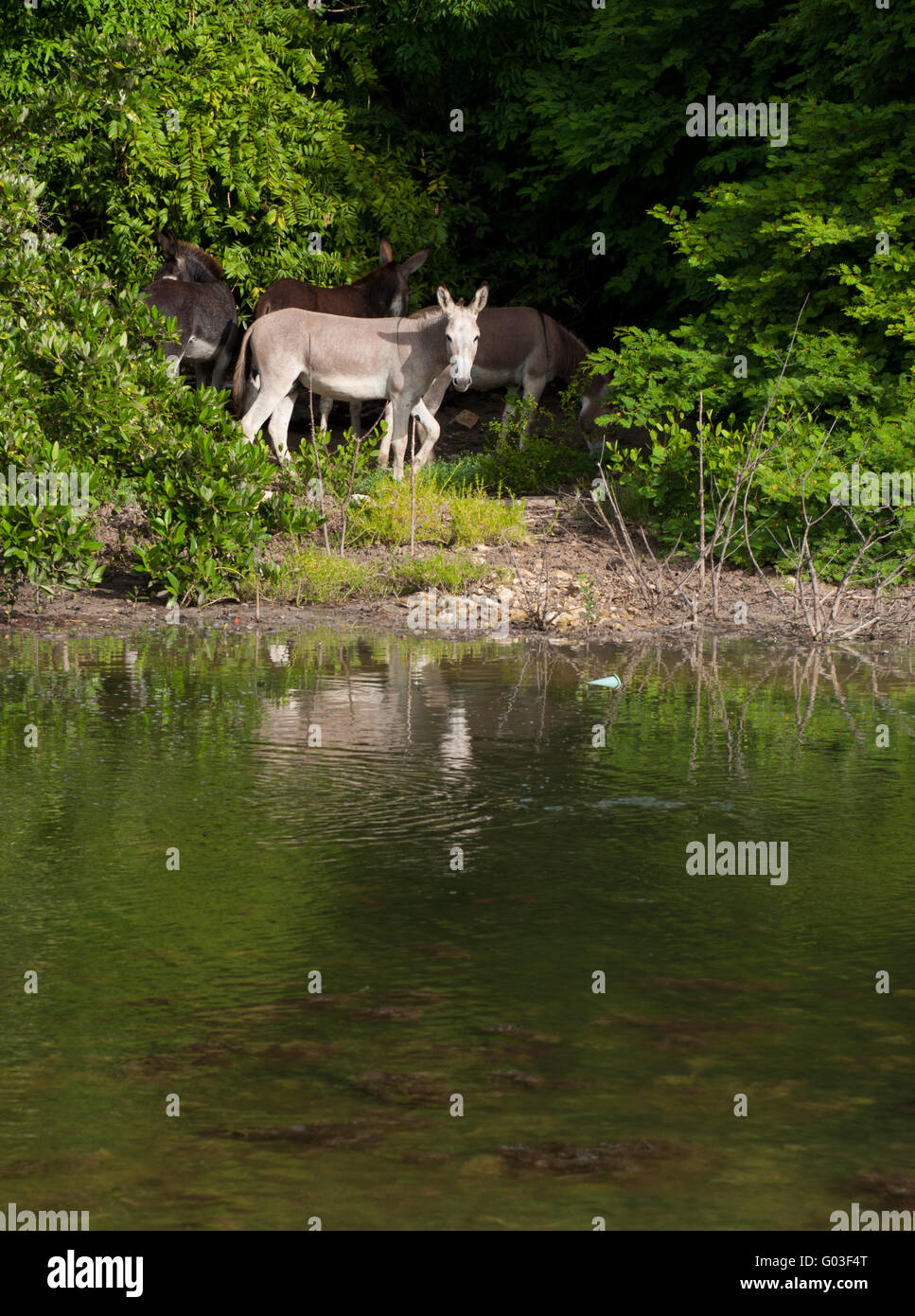 beautiful donkeys next to a lake in a wildlife landscape at the ...